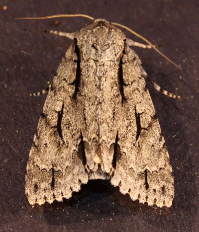 East Texas Moths: Week 9: "Moon" Moths